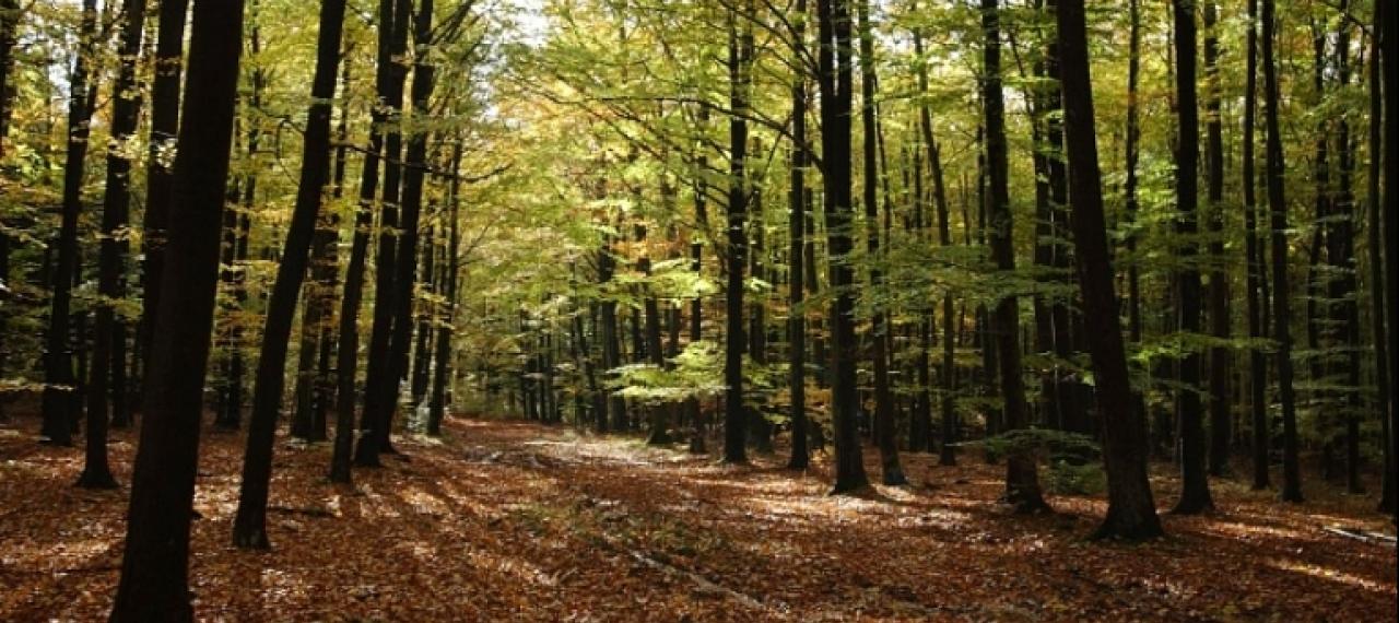 Wandelingen in Spa | Toerisme in de Ardennen